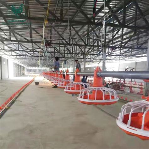 Free Range To Keep Large Scale Broilers Using Automatic Broiler Feeding System China Broiler