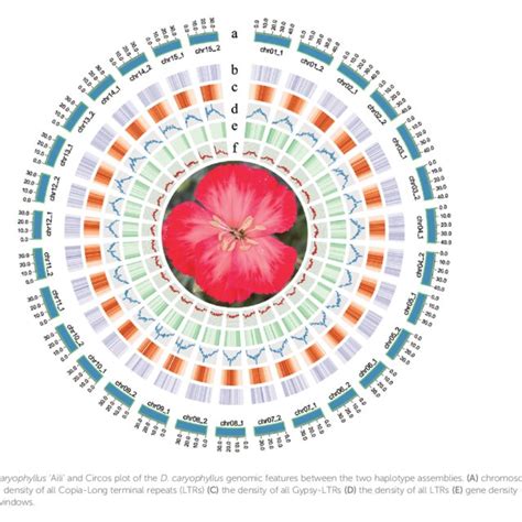 Repetitive Sequence Classification Statistics Download Scientific