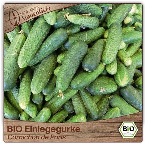 Cornichon Gurke Ernten At Patrick Oala Rarua Blog