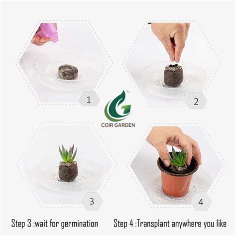 Buy Coco Coins Seed Germination Kit Coir Garden