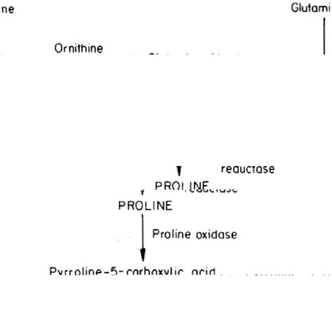 Pathway For Proline Metabolism Download Scientific Diagram