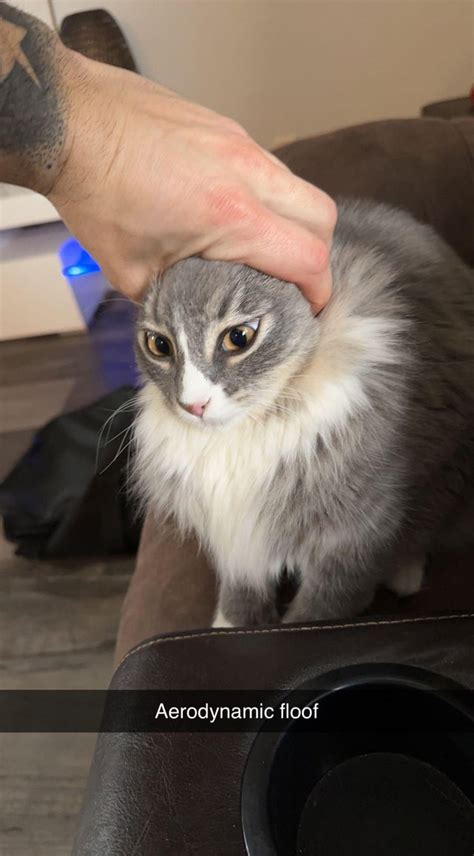 Look At Those Eyes Catsoftwitter Cute R Butterjack