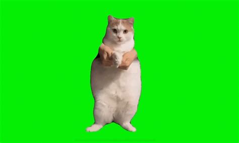 Cat Dancing Meme S