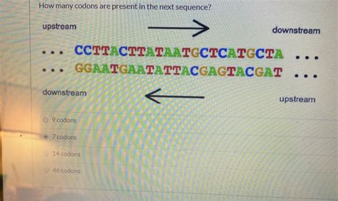 Solved How Many Codons Are Present In The Next Sequence Chegg Com