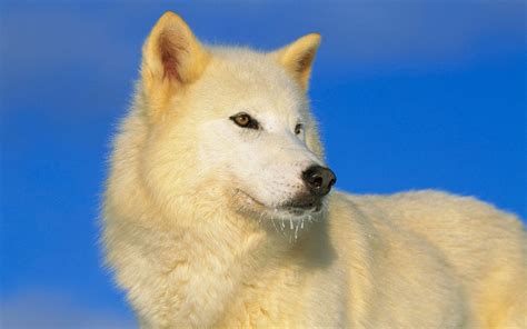 Arctic Wolf Wallpaper 67 Pictures Wallpaperset