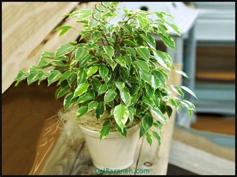 بنجامین نگهداری از گل بنجامین ابلق آبیاری،نور،خاک،کود،دما دلبرانه