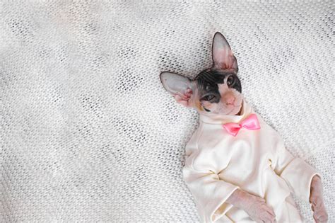 흰색 격자 무늬에 나비 넥타이와 옷을 입고 Sphynx 새끼 고양이 복사 공간 스핑크스헤어리스캣에 대한 스톡 사진 및 기타 이미지 스핑크스헤어리스캣 0명 가축