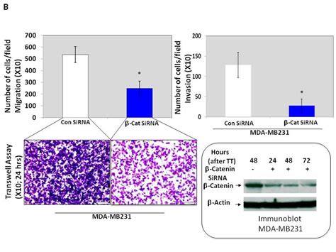 Unsupervised Hierarchical Clustering Of Wnt3A Induced Genes From The