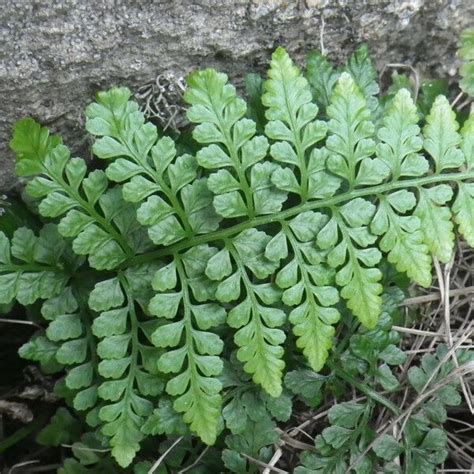 Lanceolate Spleenwort Asplenium Obovatum Plant Care And How To Grow Water