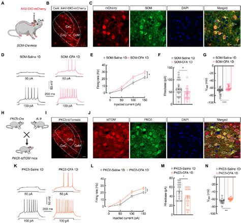 The Excitability Of Pkcδ Cea And Som Cea Neurons Is Increased In Cfa 1d