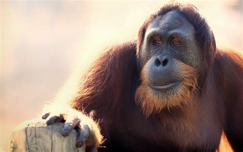 Обезьяна Скачать 65 фото