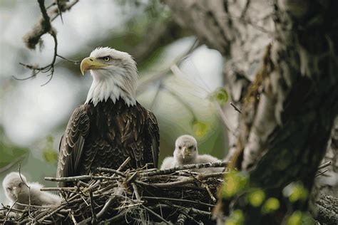 Where To Spot Bald Eagles Nesting In The Wild Animals Around The Globe