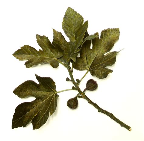 Filefig Tree Leaves Wikimedia Commons
