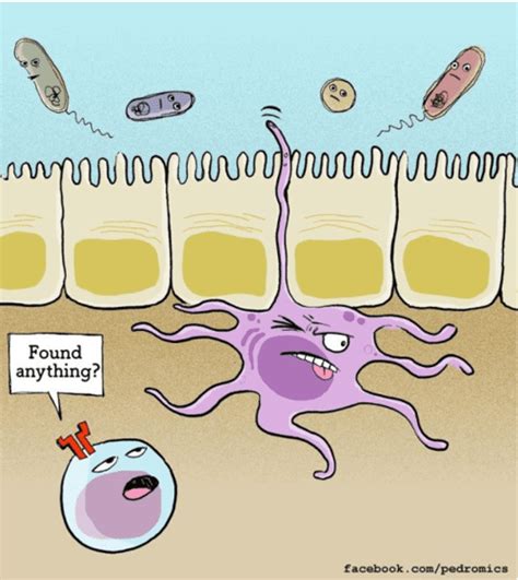 Figure 29 From Effects Of Complement Opsonization Of Hiv On Dendritic Cells And Implications