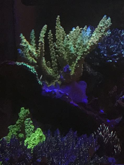 Florida Sexycorals Orange Passion Colony Reef2reef Saltwater And
