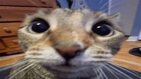 Banner 1024 X 576 Youtube Cat Memes Silly Cats Pictures Funny Cat Memes