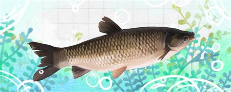 How To Raise Grass Carp In A Fish Tank It Is Not Easy To Die How Can