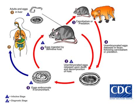 Rodent Borne Diseases In The Uk Rentokil Pest Control