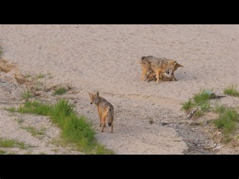 Coyote Mating Behavior YouTube