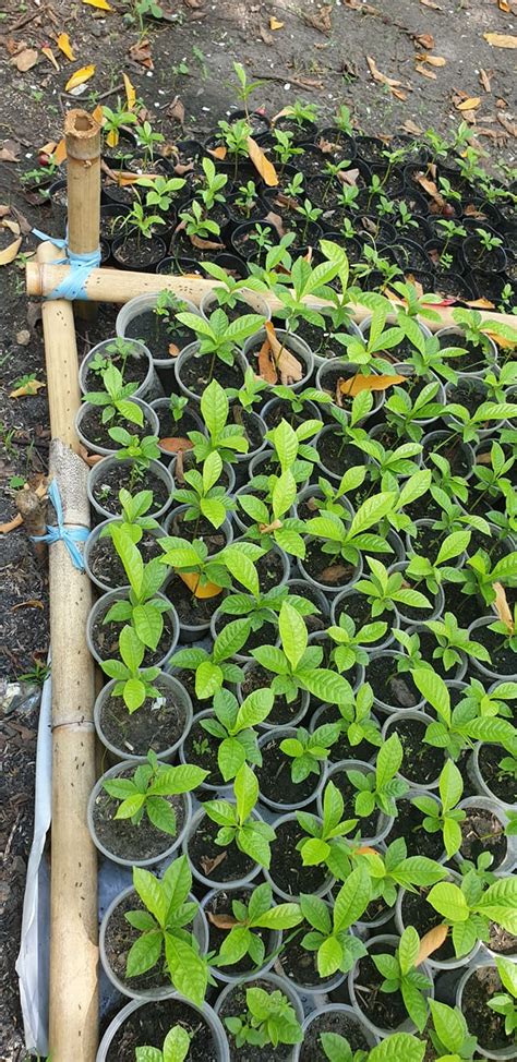 More Toog Seedlings For Your Mamabels Home Garden Facebook