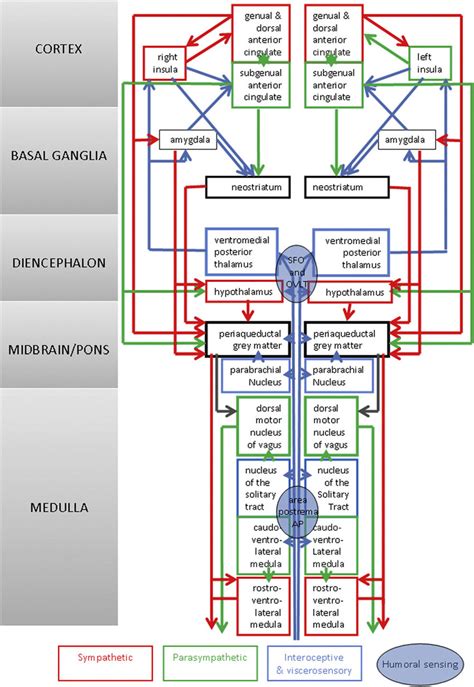 Diagram Illustrating Central Afferent And Efferent Neural Pathways Of Download Scientific