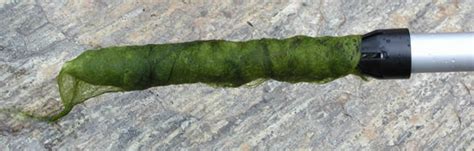 Algae Witch String Algae Control