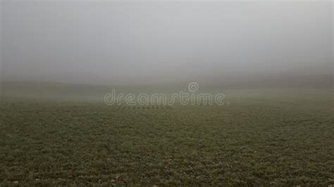 Foggy Field And Forest Edge In Wabern Near Bern Switzerland With