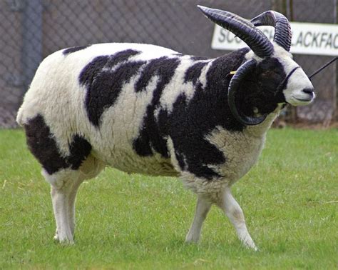 A Piebald Sheep With Four Horns Jacob Sheep Sheep Breeds Sheep