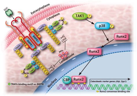 Proposed Model Of Lansoprazole Induced Activation Of Runx2 Download