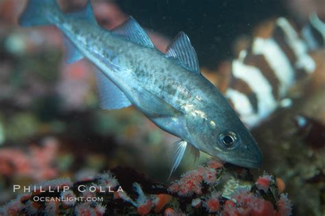 Pacific Tomcod Microgadus Proximus 11819