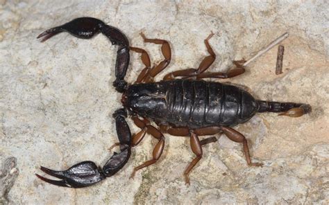 Diese Fünf Skorpionarten Leben In Der Schweiz Tierweltch Tierwelt