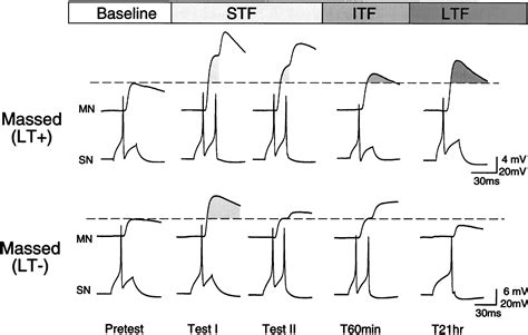 Differential Induction Of Long Term Synaptic Facilitation By Spaced And Massed Applications Of
