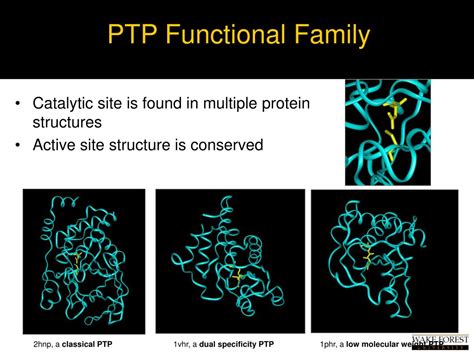 Ppt Structure Based Analysis Of Protein Function Powerpoint Presentation Id 1123003