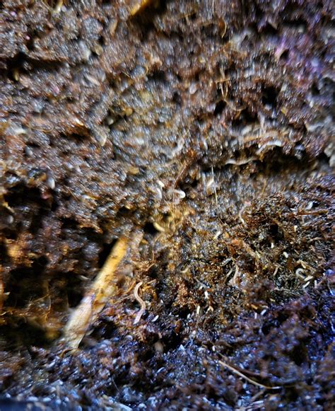 Help Identify Worms And What If Anything Needs To Be Done R Terrariums