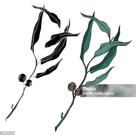 벡터 유칼립투스 나무 잎입니다 흑백 잉크 아트가 새겨져 있습니다 격리 된 유칼립투스 그림 요소 0명에 대한 스톡 벡터 아트 및