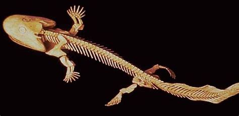 Acanthostega Gunnari Skeletal Model Paleontology Fossil Fossils
