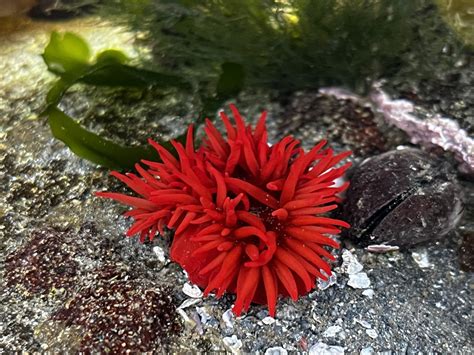 Sea Anemone Anemonia Alicemartinae