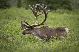 Impacts Beyond The Obvious How Human Presence Impacts Caribou Habitat