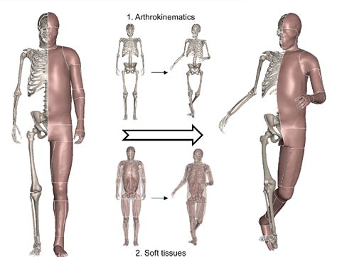 Figure 1 From Can We Reposition Finite Element Human Body Model Like Dummies Semantic Scholar