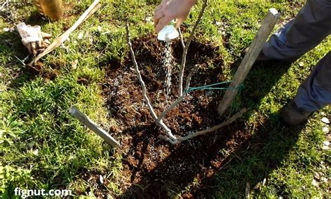 How To Fertilize A Fig Tree In The Ground FigNut