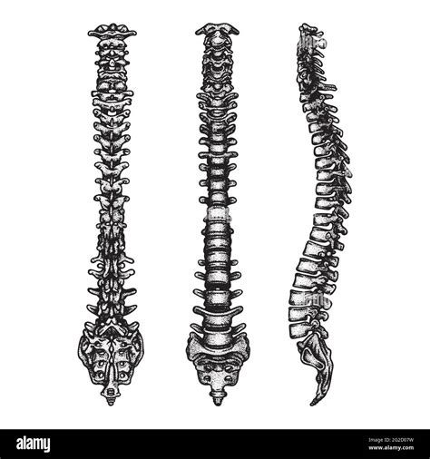 Spine Side Front And Back View Spine Bones Engraving Vintage Style Vector Illustrations Set