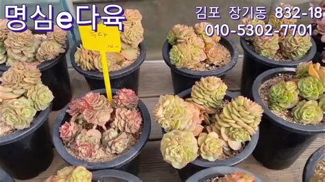 명심e다육 신상다육을 소개합니다♡핑크라울콜로라타브랜디러우철화누다군생원종롱기시마석연화금캐시머어바이올렛철화썬라이즈원종복랑금아기괴마옥da62unlce