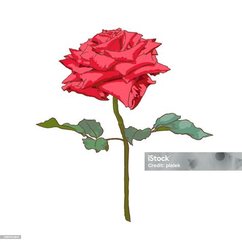 흰색 배경에 잎이있는 고립 된 빨간 장미 꽃 벡터 일러스트 레이션 발렌타인 심볼 0명에 대한 스톡 벡터 아트 및 기타 이미지 0명 꽃 나무 꽃 식물 Istock