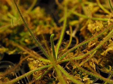 Yahoo オークション Drosera Graminifolia ヤフオク系統 無菌播種株