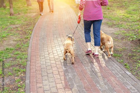 Back View Of Mature Adult Single Woman Walking With Two Cocker Spaniel