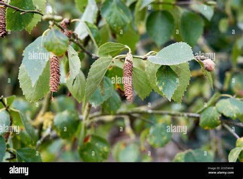 Silver Birch Tree Seeds