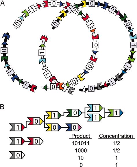 Emergent Gene Order In A Model Of Modular Polyketide Synthases Pnas