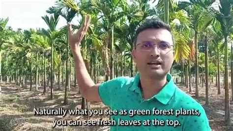 Reviving Arecaಅಡಿಕೆ Crops For A Brighter Future Agrolyzer