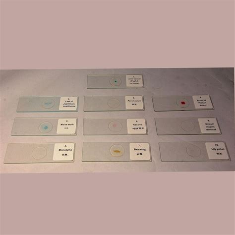 10 Prepared Microscope Slides Specimen Set Plant Animal Human Anatomy