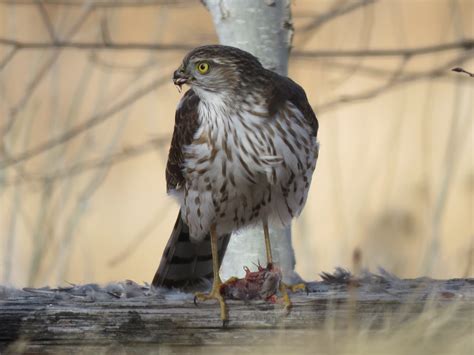Sharp Shinned Hawk Feeding At Feeder Project Feederwatch